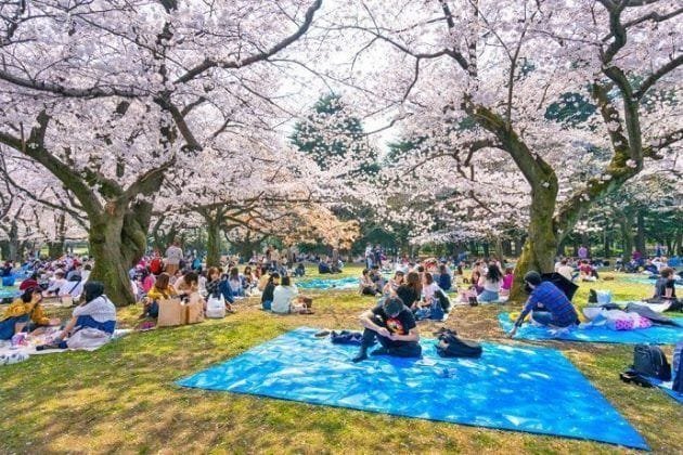 Qué Ver en el Parque Yoyogi: El Gran Pulmón de Tokio ️