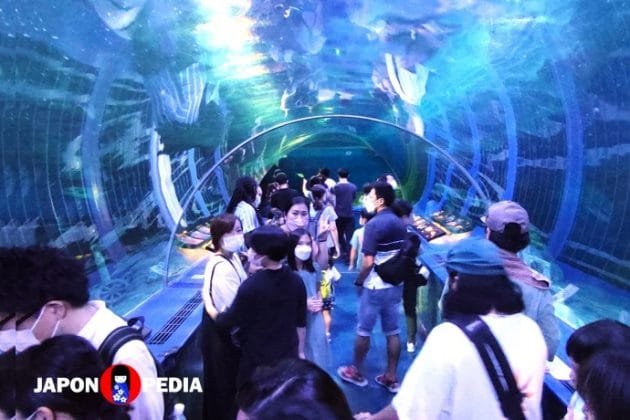 Acuario de Shinagawa (Tokio)🐬 Que Ver y Precios 2026 ️